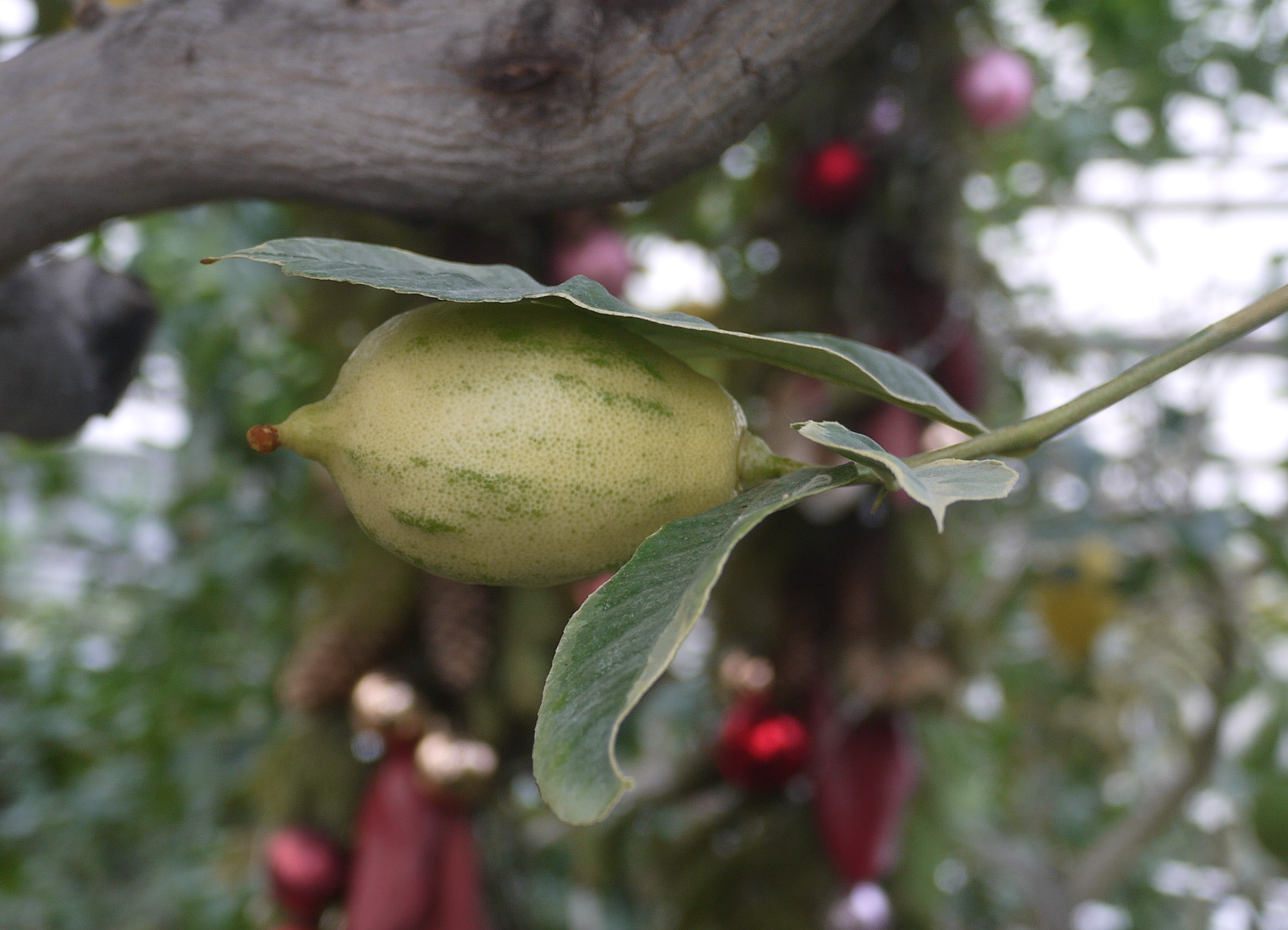Коллекции растений ЦСБС СО РАН - Citrus medica L. cv.Variegata– Цитрон ...
